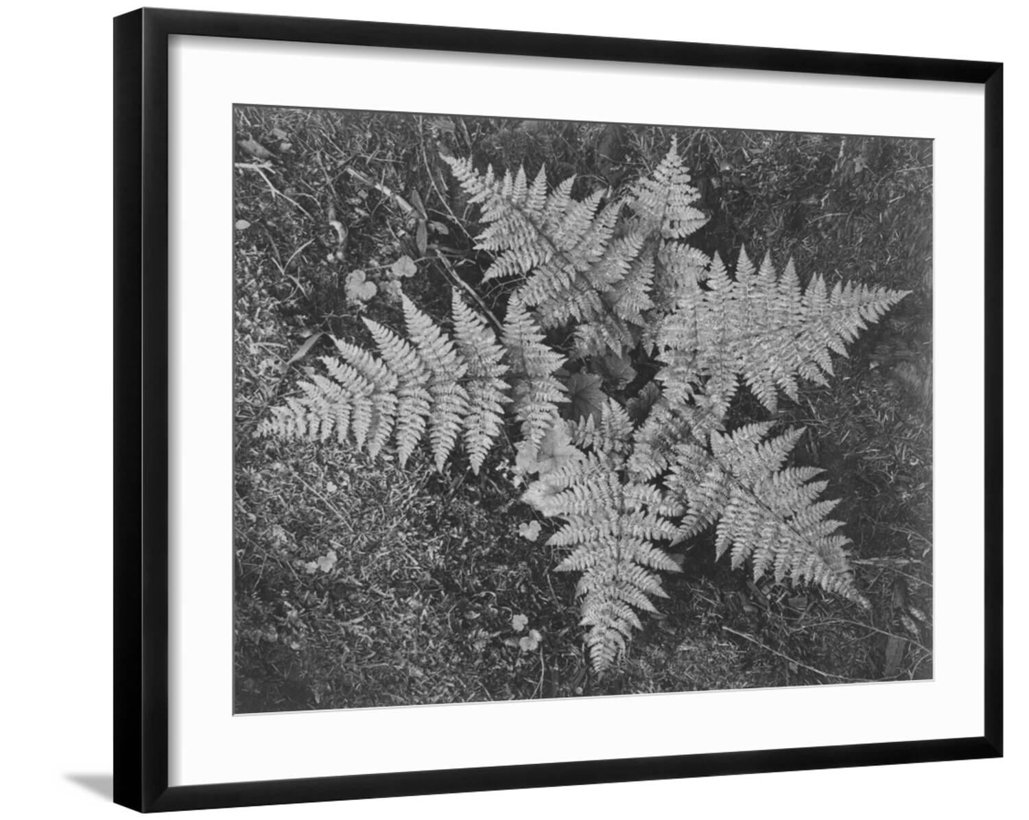 Art.com Of Ferns From Directly Above In Glacier National Park Montana ...