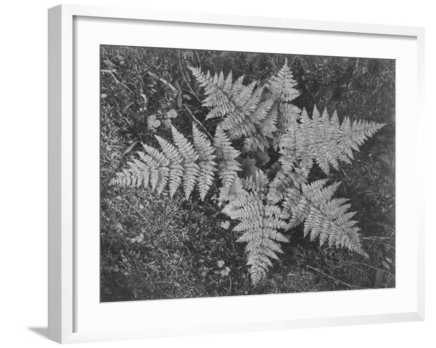 Art.com Of Ferns From Directly Above In Glacier National Park Montana ...