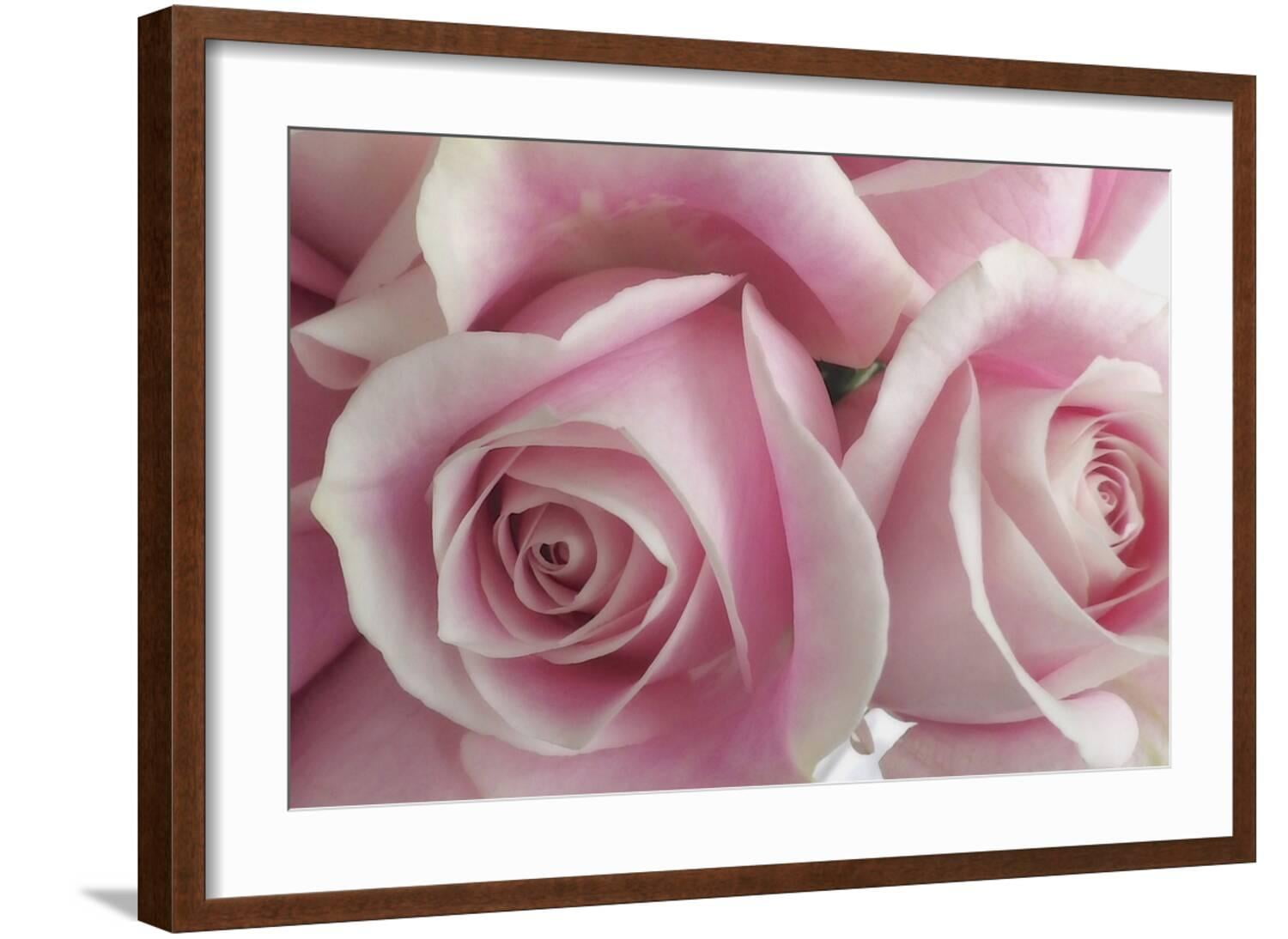 Art.com Perfectly Pink IV Photo by Monika Burkhart, Brown Frame Wall ...