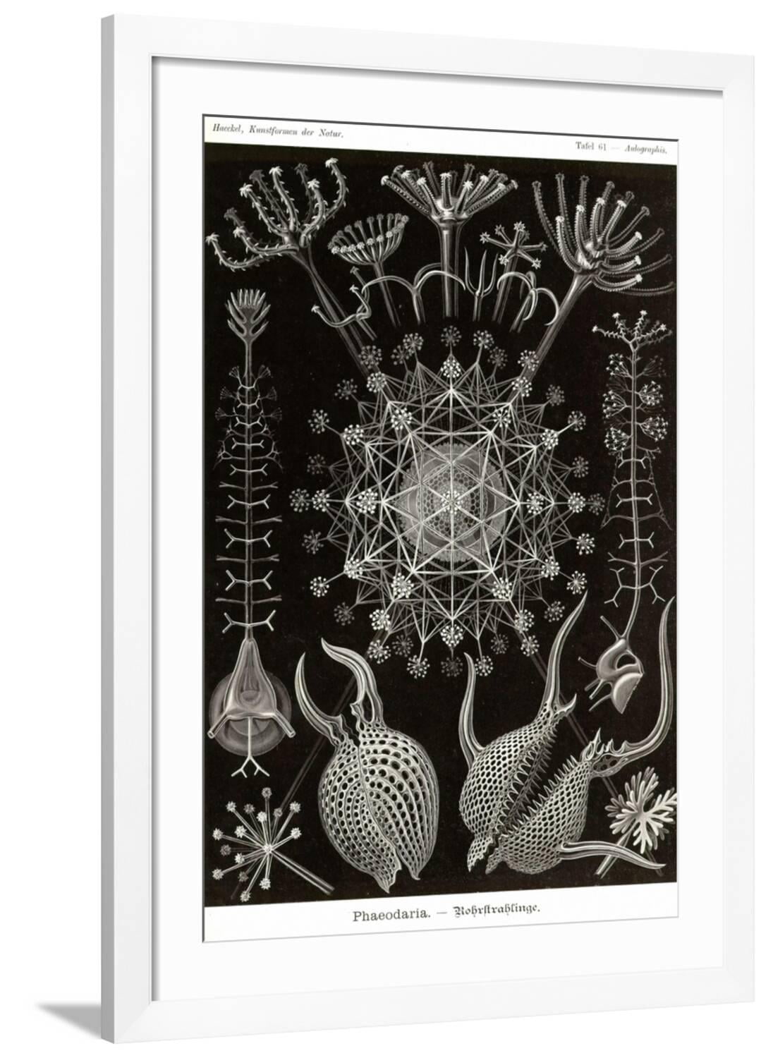 Art.com Phaeodaria Radiolarians Art Print by Ernst Haeckel, White Frame ...