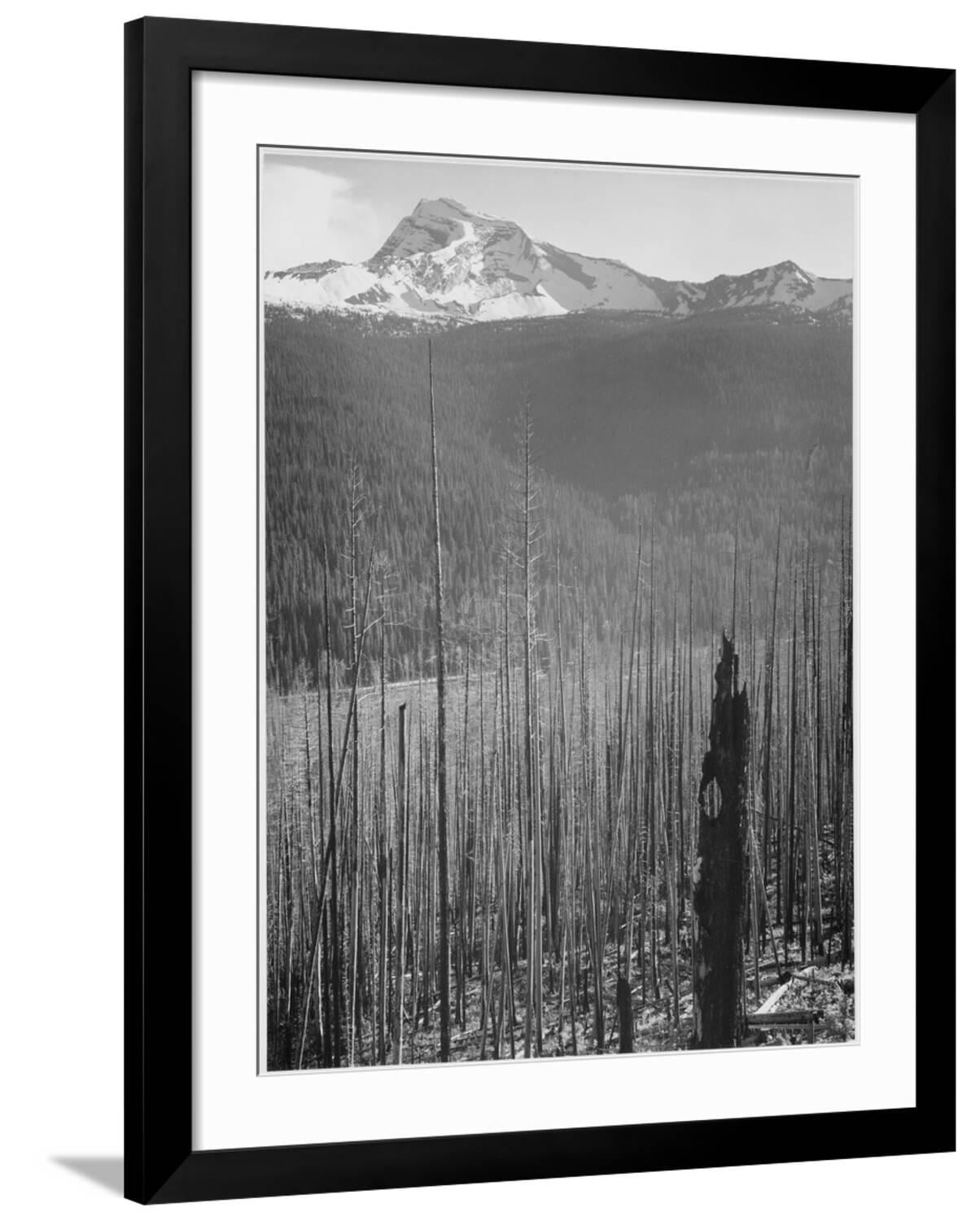 Art.com Pine Trees Snow Covered Mts In Bkgd Burned Area Glacier ...