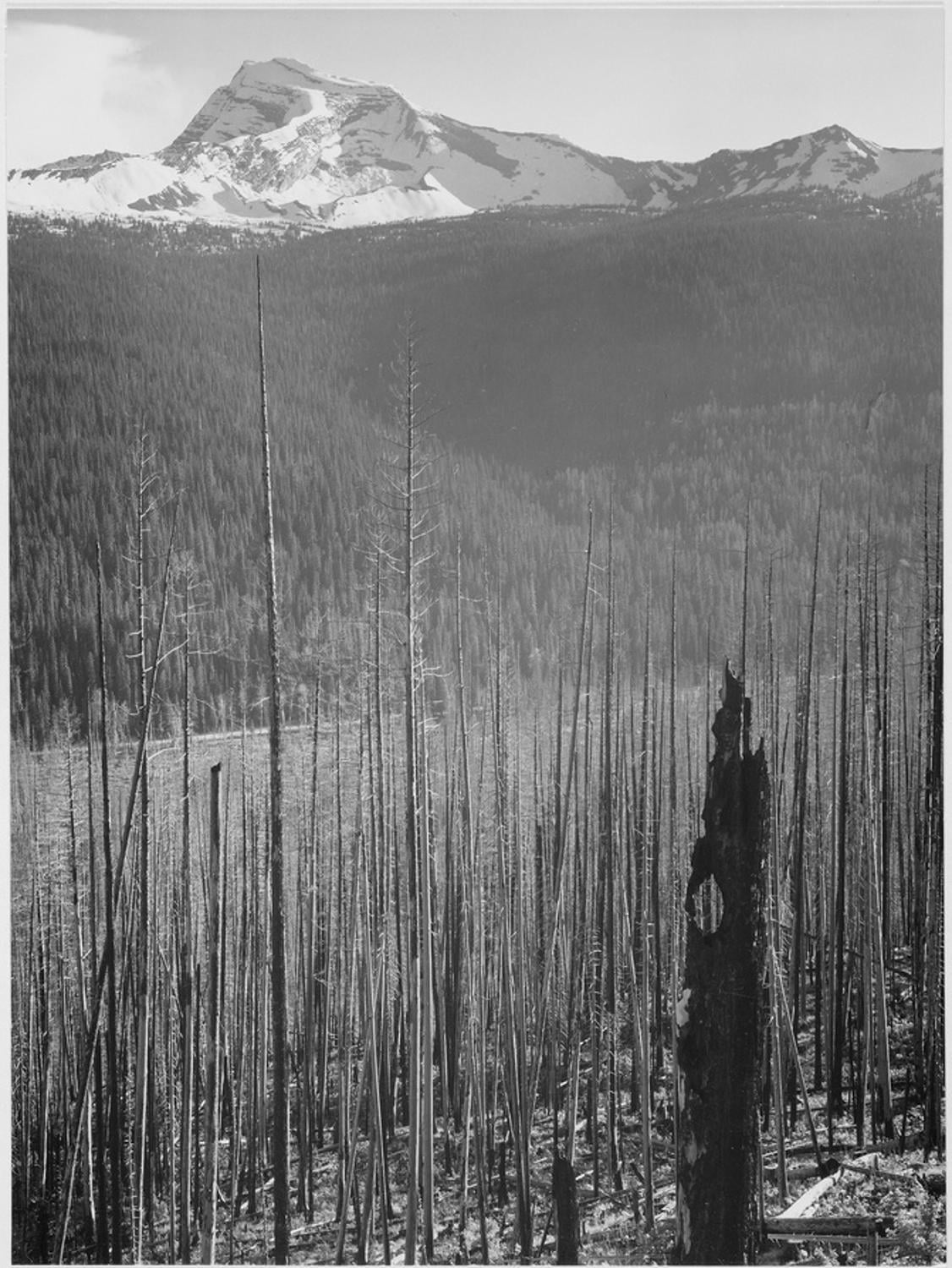 Art.com Pine Trees Snow Covered Mts In Bkgd Burned Area Glacier ...