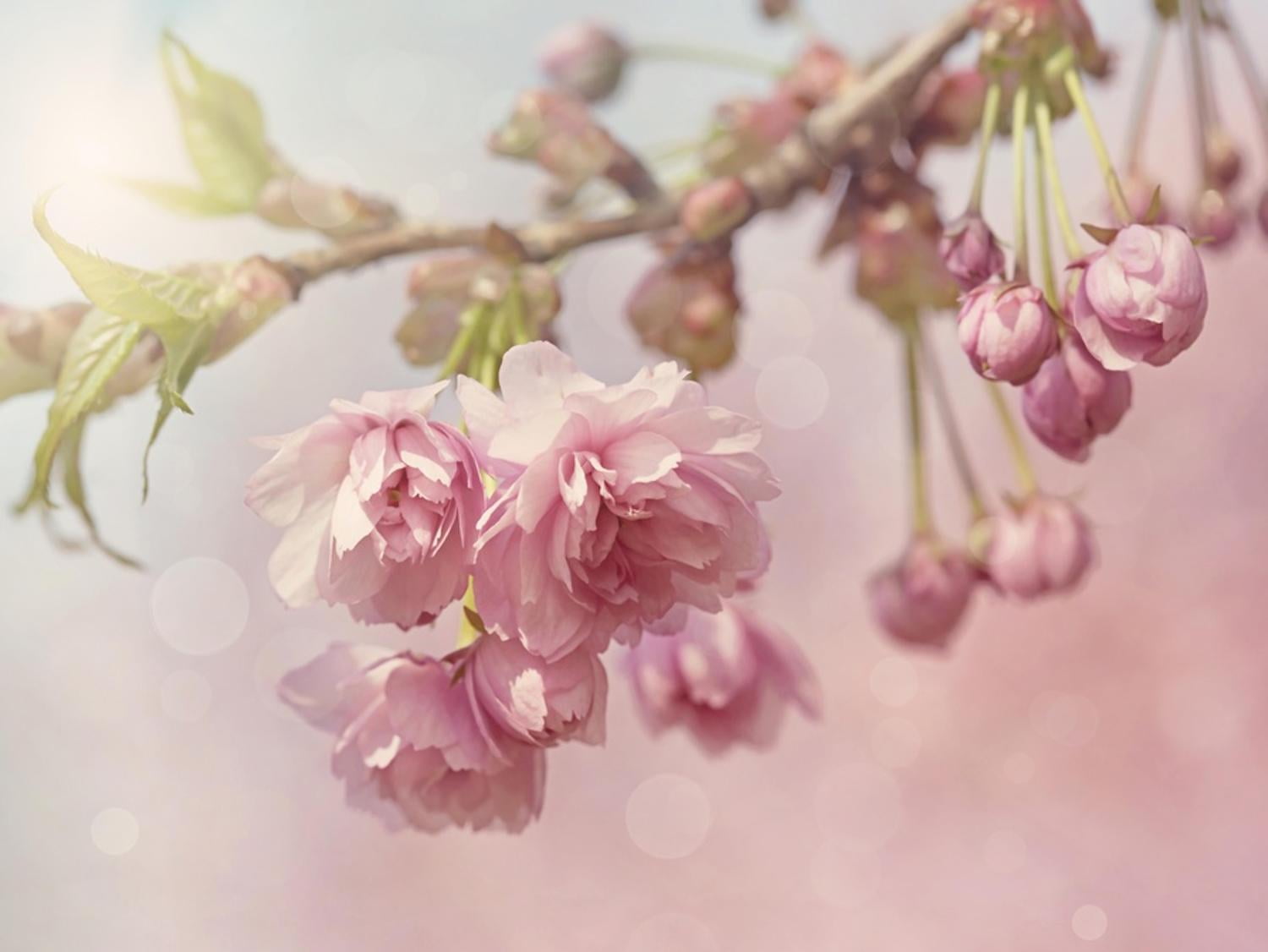 Art.com Pink Cherry Blossom Tree Art Print by egal, 32" x 24" - Walmart.com