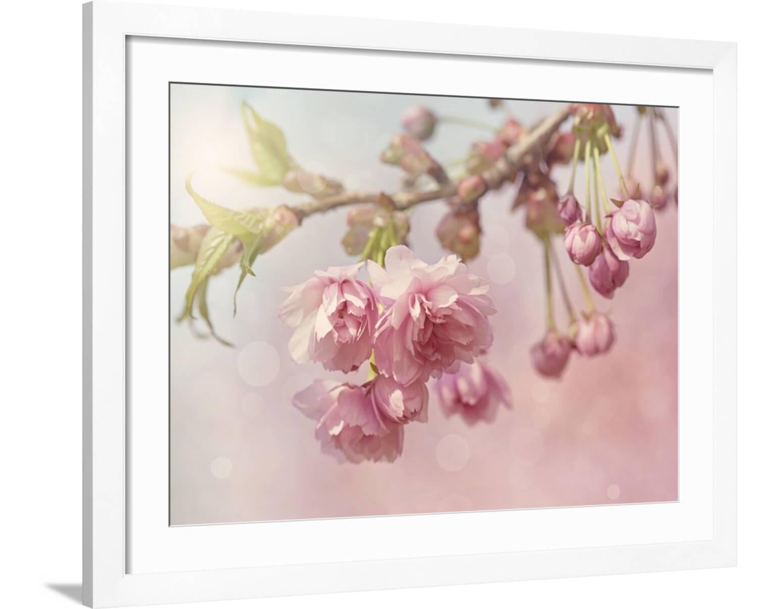 Art.com Pink Cherry Blossom Tree Art Print by egal, White Frame Wall ...