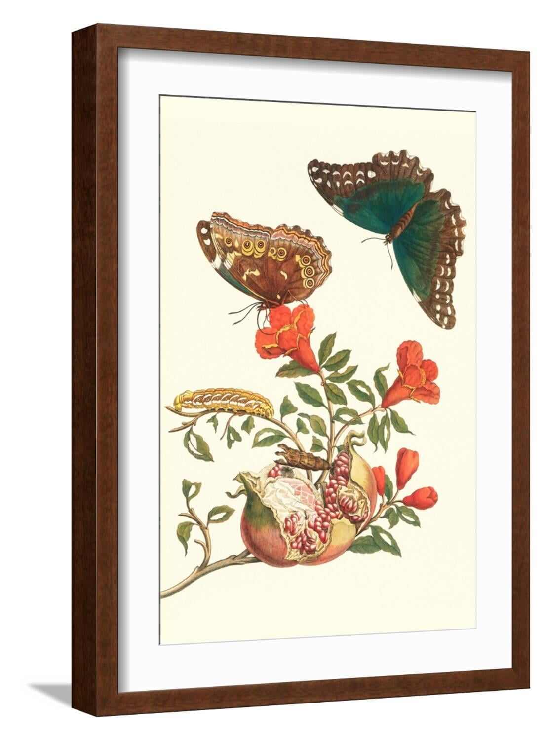 Art.com Pomegranate and Butterflies Art Print by Maria Sibylla Merian ...