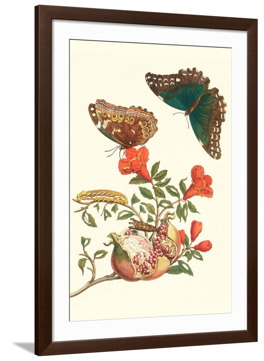 Art.com Pomegranate and Butterflies Art Print by Maria Sibylla Merian ...