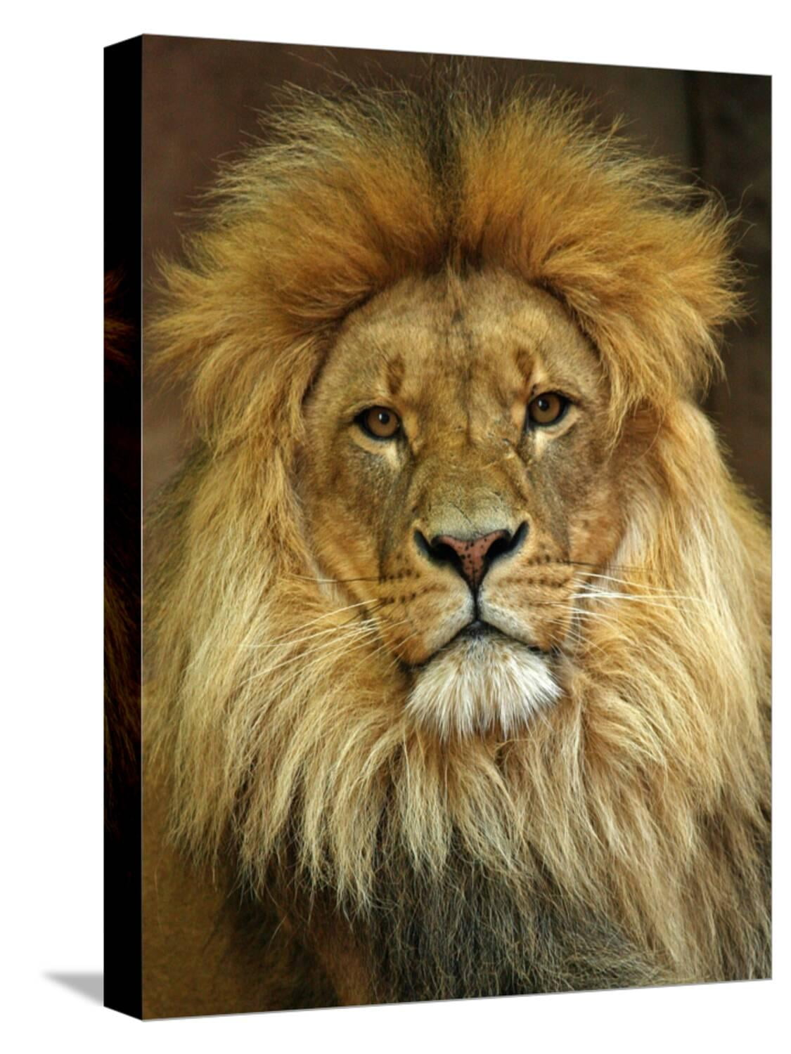 Art.com Portrait of a Lion Stretched Canvas Print Wall Art, 12" x 16 ...