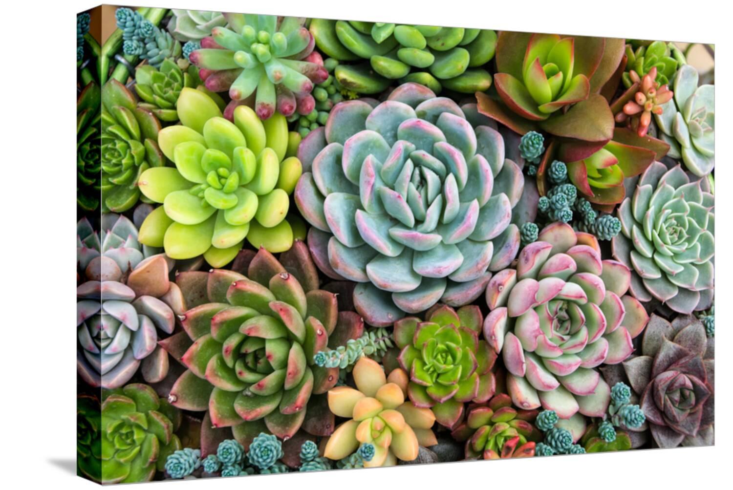 Art.com Rectangular Arrangement of Succulents; Cactus Succulents in a ...