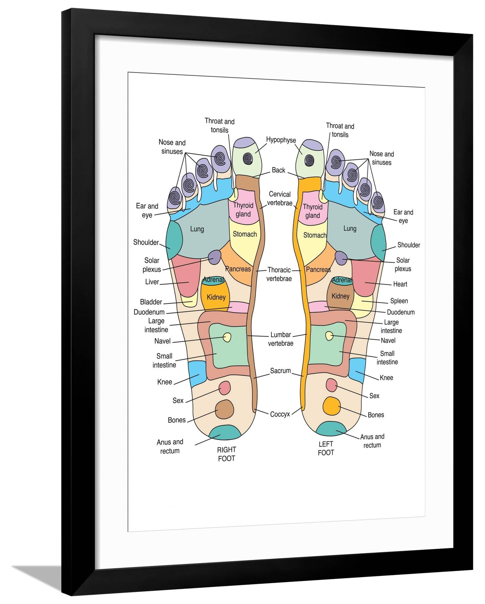 Art.com Reflexology Foot Map, Artwork Photographic Print by Peter ...