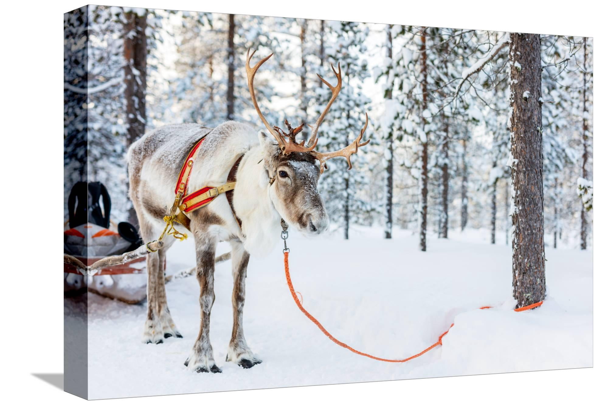 Art.com Reindeer in a Winter Forest in Finnish Lapland Stretched Canvas ...