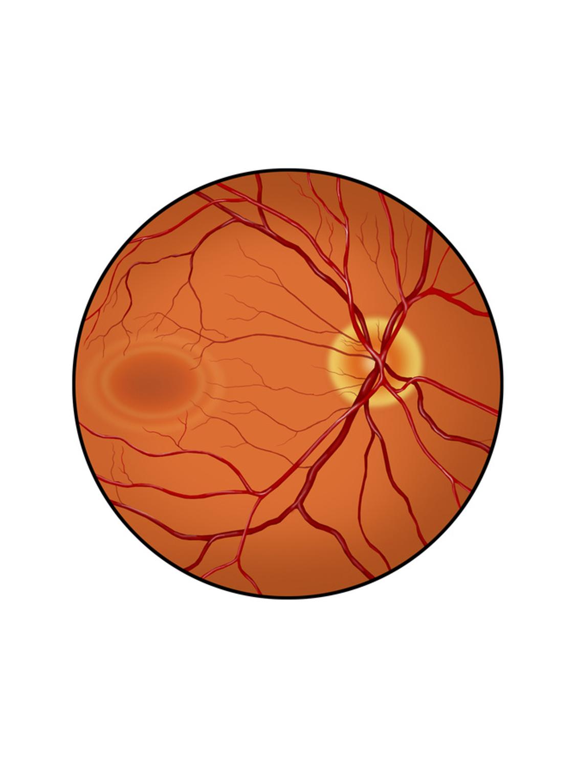 Art.com Retina of a Normal Eye Art Print, 18" x 24" - Walmart.com