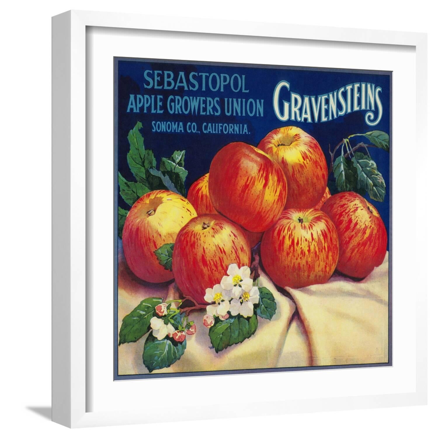 Art.com Sebastopol Gravensteins Apple Label - Sonoma, CA Art Print by ...