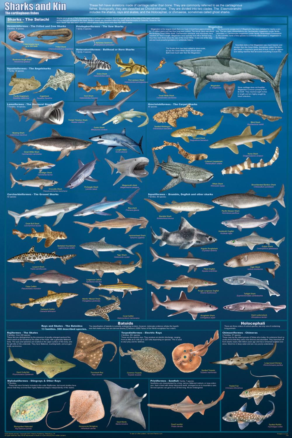Art.com Sharks And Kin Poster, 24" x 36" - Walmart.com