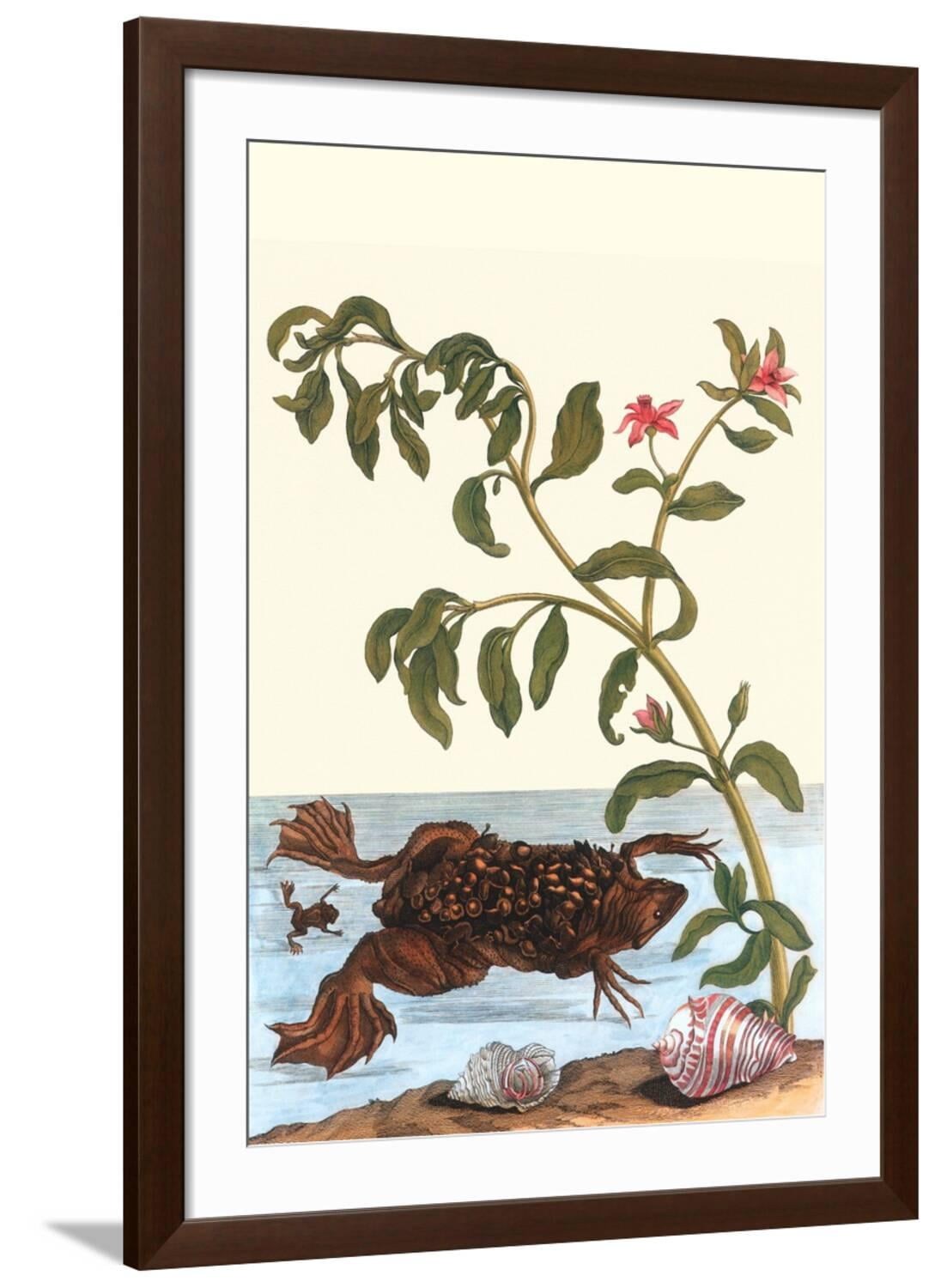 Art.com Shoreline Purslane with a Common Surinam Toad Art Print by ...