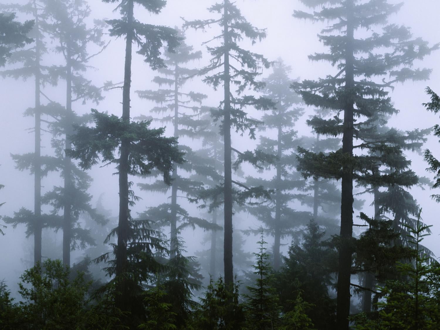 Art.com Silhouette of Trees with Fog in the Forest, Douglas Fir ...