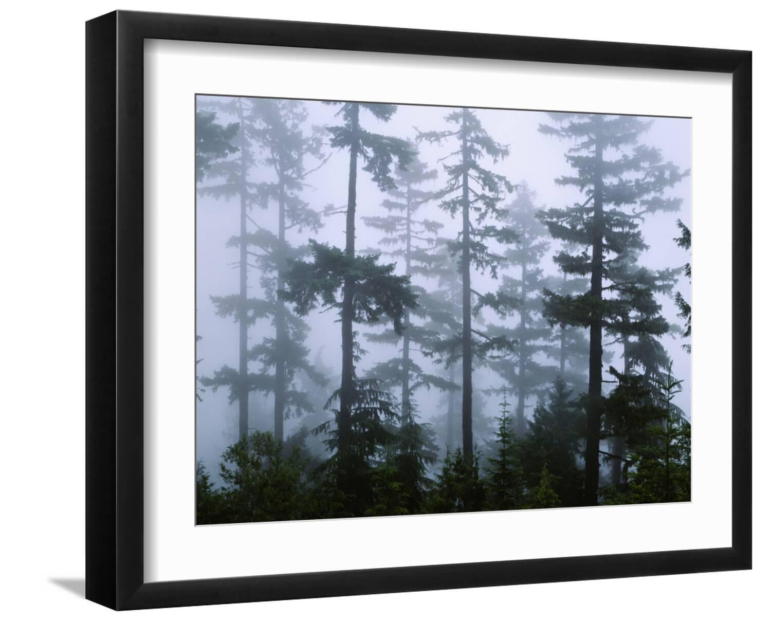 Art.com Silhouette of Trees with Fog in the Forest, Douglas Fir ...