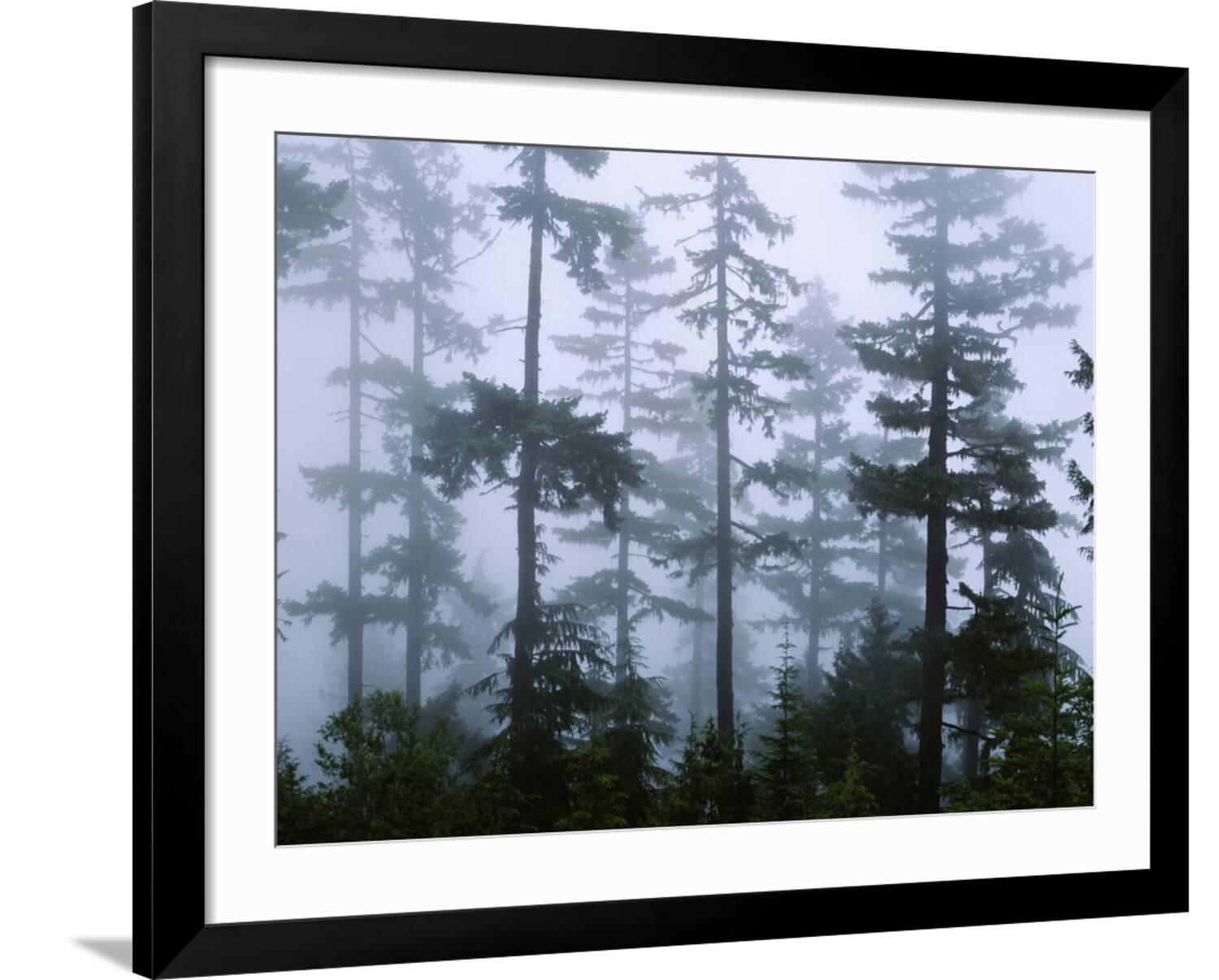 Art.com Silhouette of Trees with Fog in the Forest, Douglas Fir ...