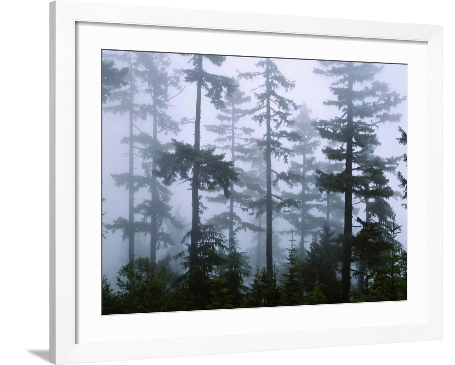 Art.com Silhouette of Trees with Fog in the Forest, Douglas Fir ...