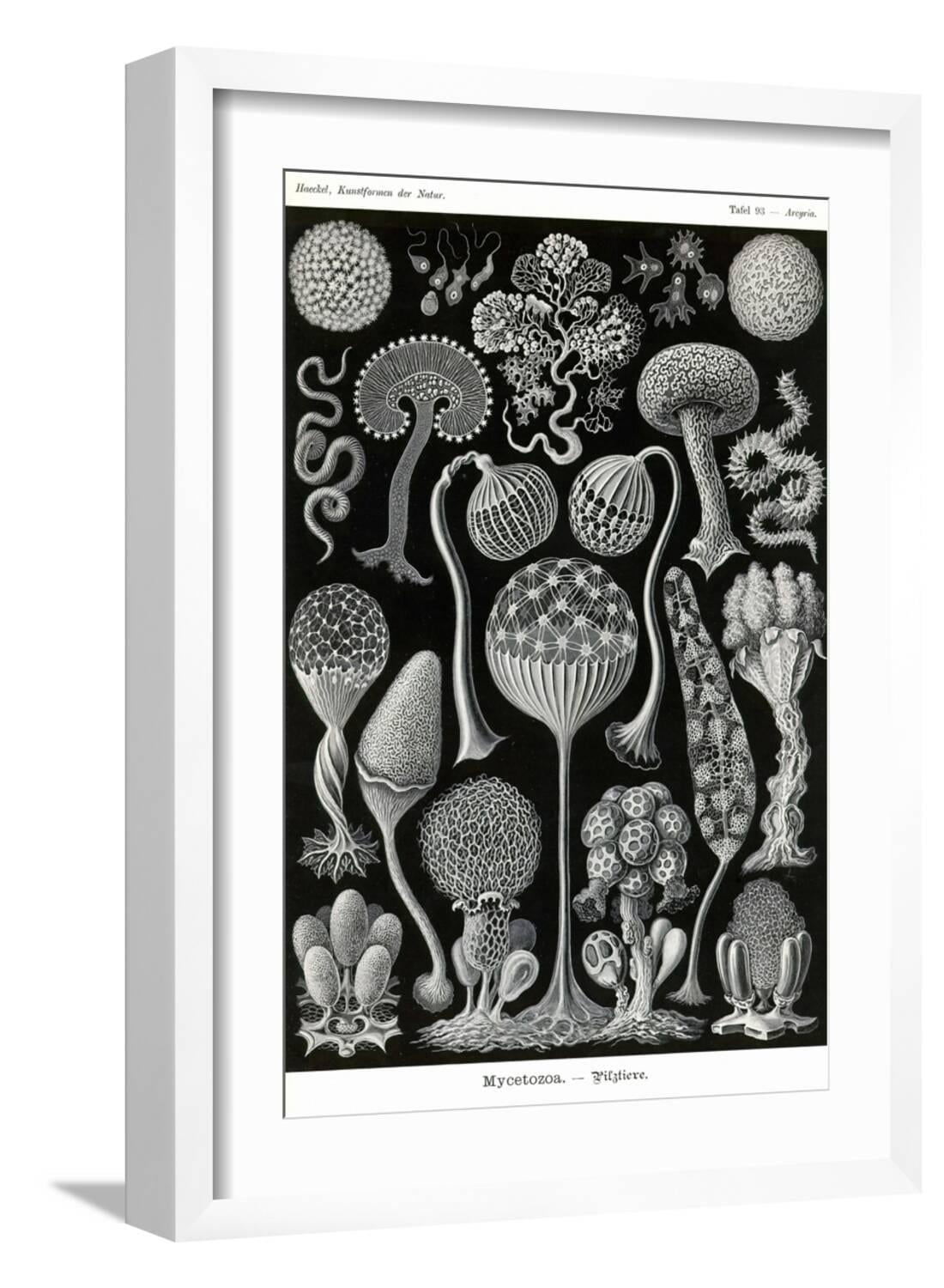 Art.com Slime Molds Art Print by Ernst Haeckel, White Frame Wall Art ...