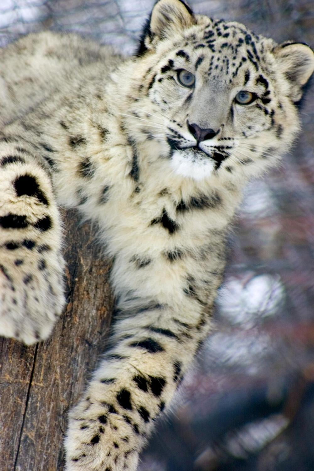 Art.com Snow Leopard Art Print by Lantern Press, 24" x 36" - Walmart.com