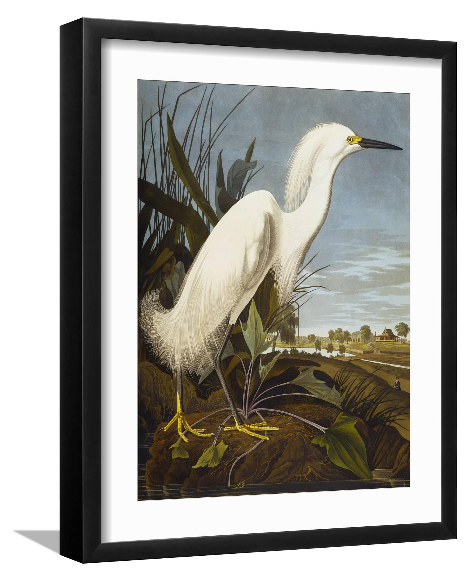 Art.com Snowy Heron or White Egret / Snowy Egret (Egretta Thula), Plate ...