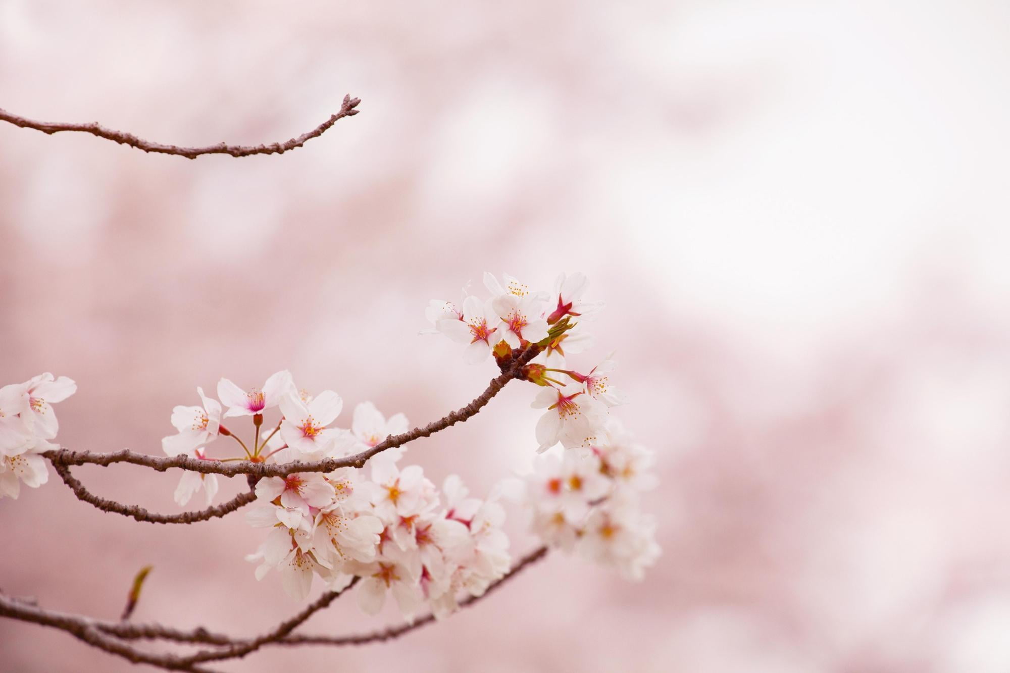 Art.com Spring Cherry Blossoms in Soft Spring Light Art Print by landio ...