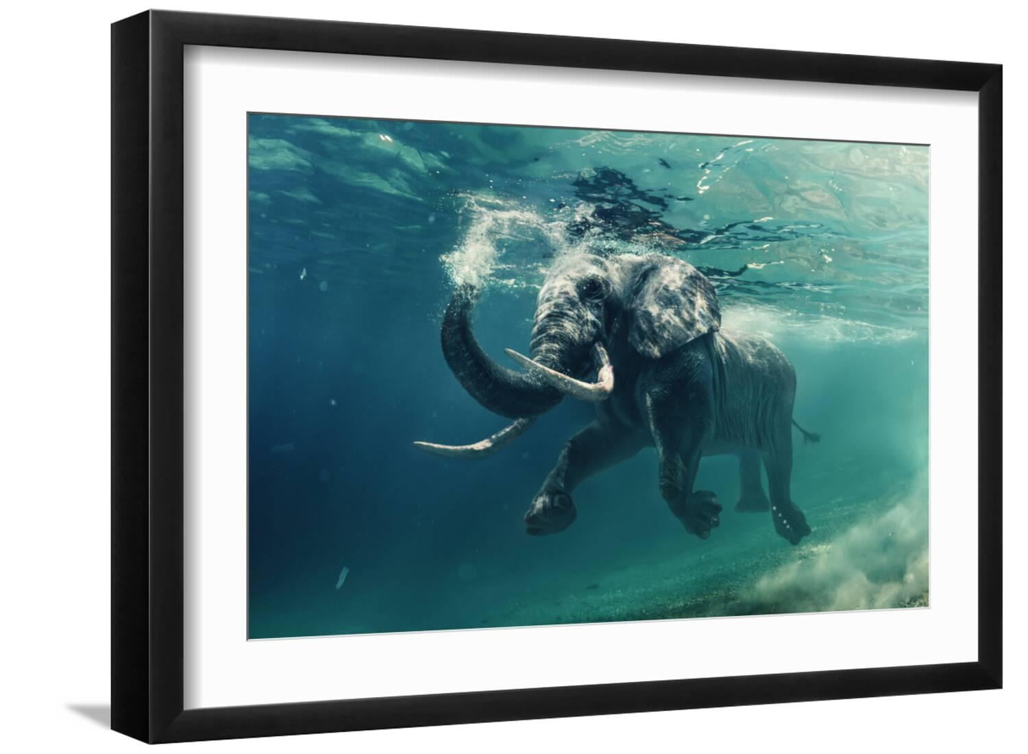Art.com Swimming Elephant Underwater. African Elephant in Ocean with ...