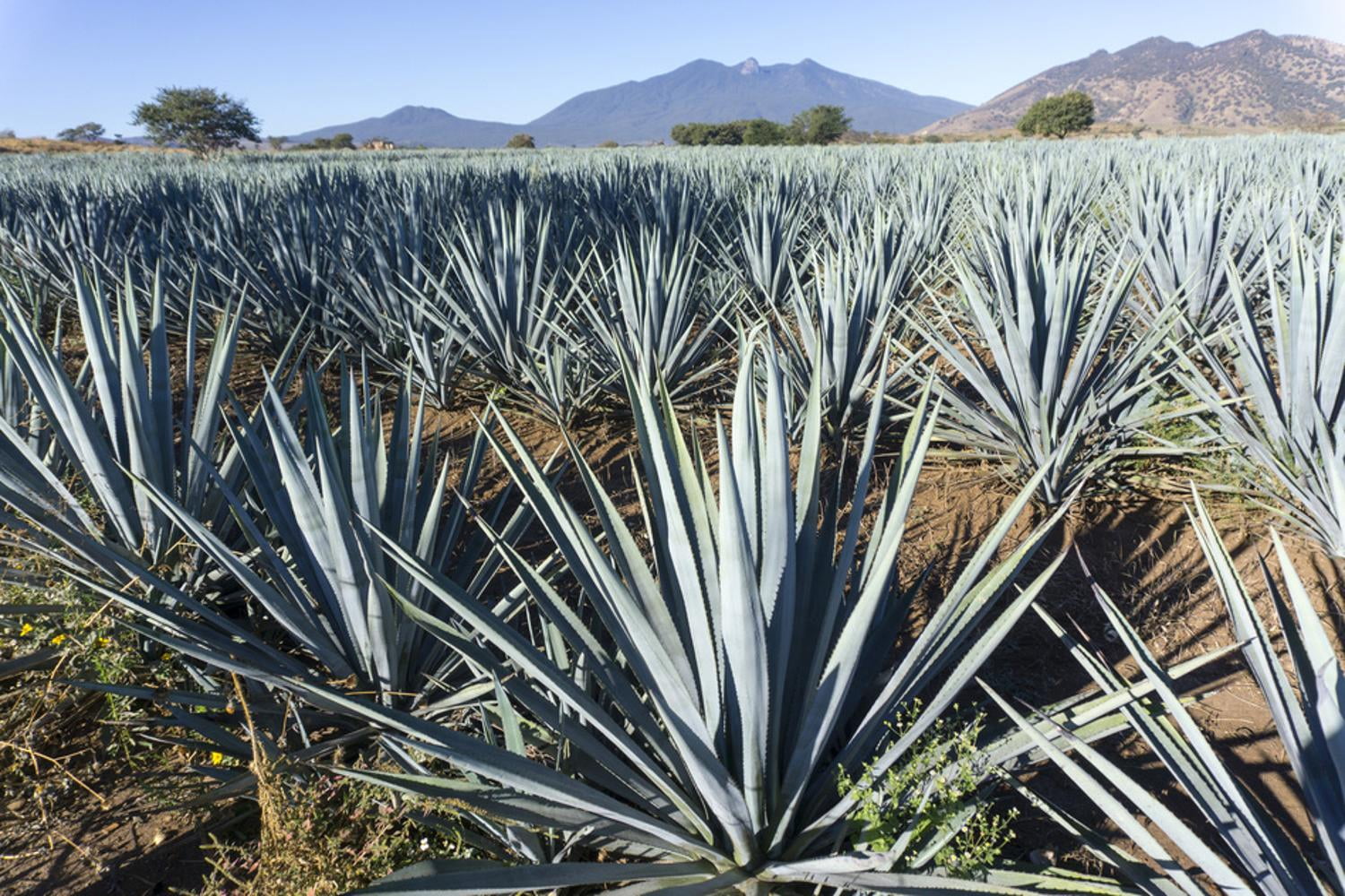 Art.com Tequila is made from the blue agave plant in the state of ...