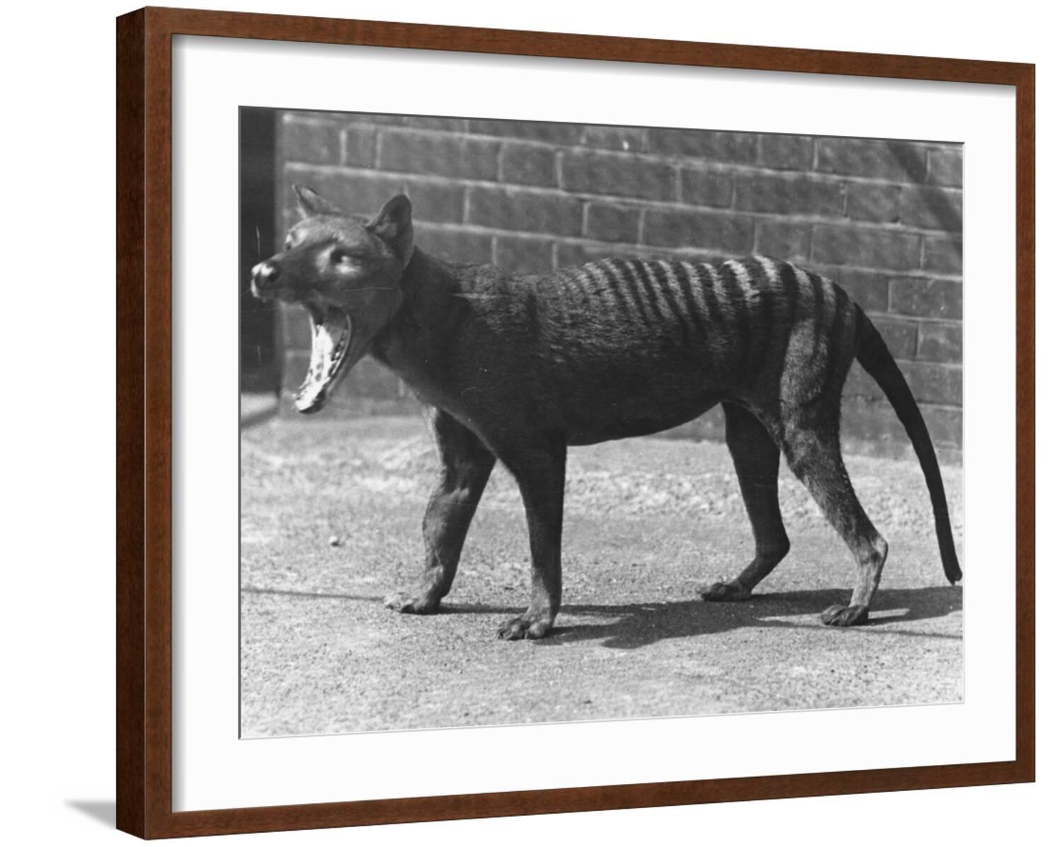 Art.com The Now Extinct Tasmanian Tiger, or Thylacine, 1914 ...
