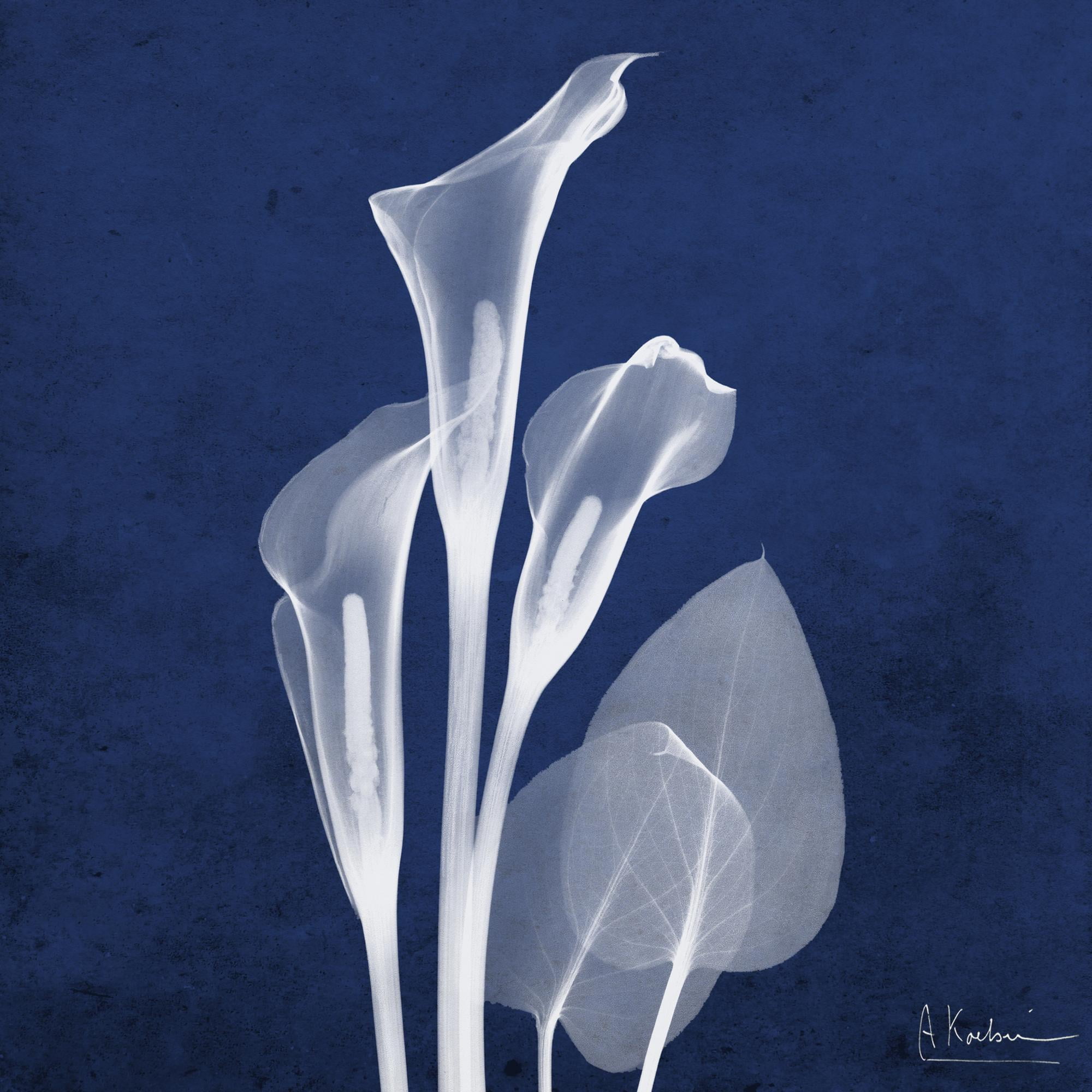 Art.com Three Indigo Calla Lilies Premium Giclee Print by Albert ...