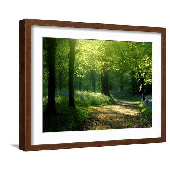 Art.com Track Leading Through Lanhydrock Beech Woodland with Bluebells ...