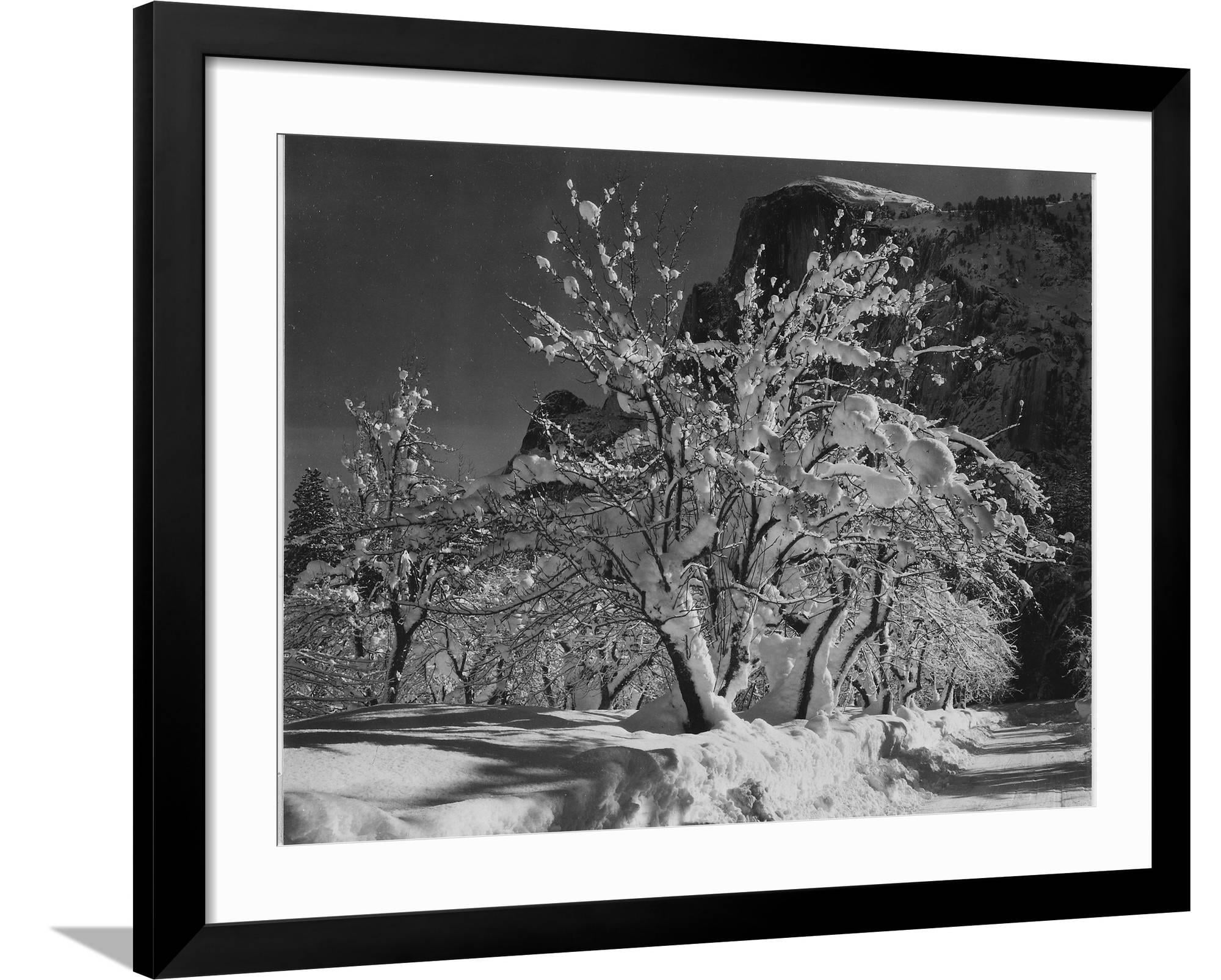 Art.com Trees With Snow On Branches Half Dome Apple Orchard Yosemite ...