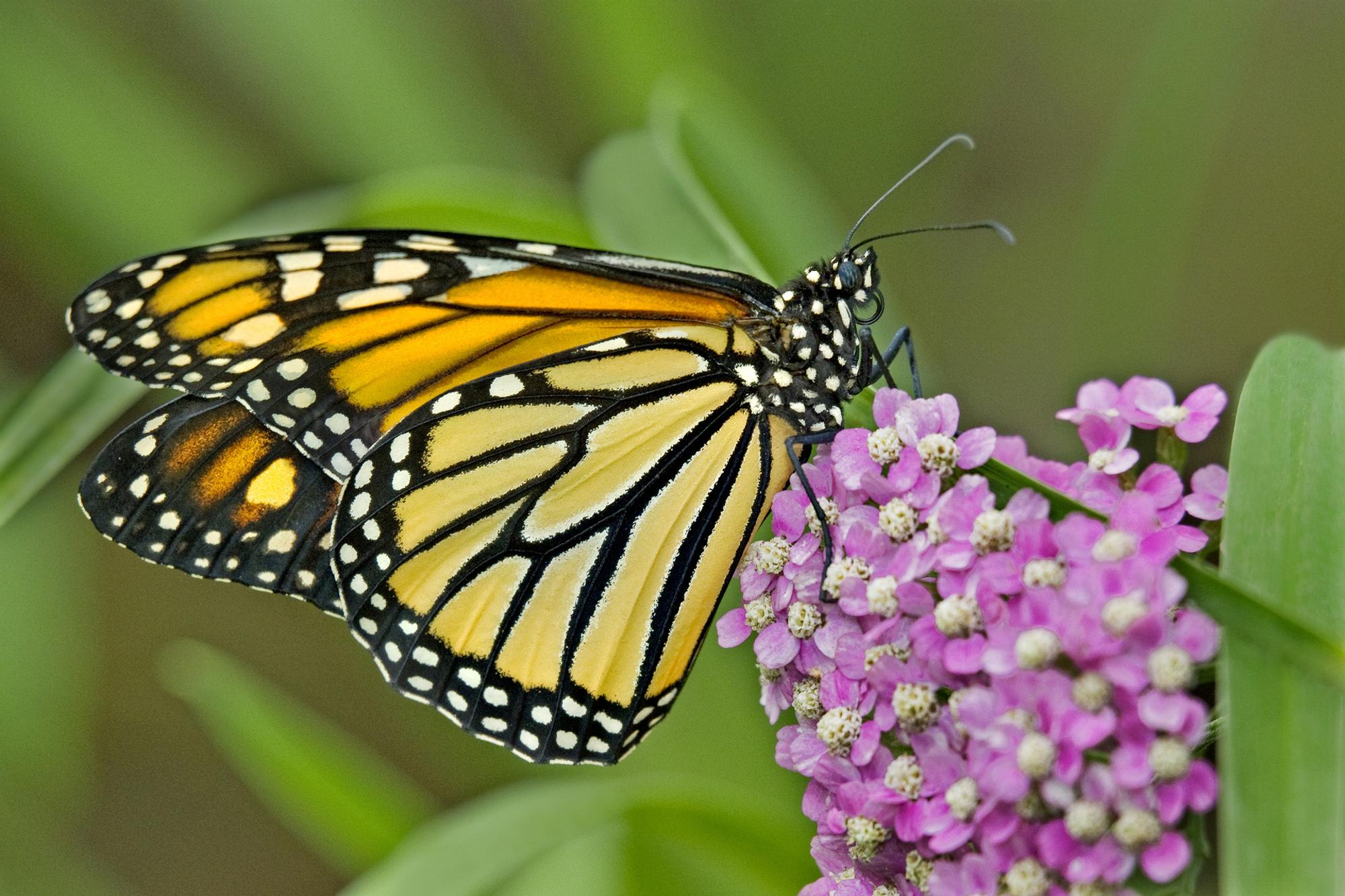 Art.com USA, California, Santa Barbara. Monarch butterfly on flower ...