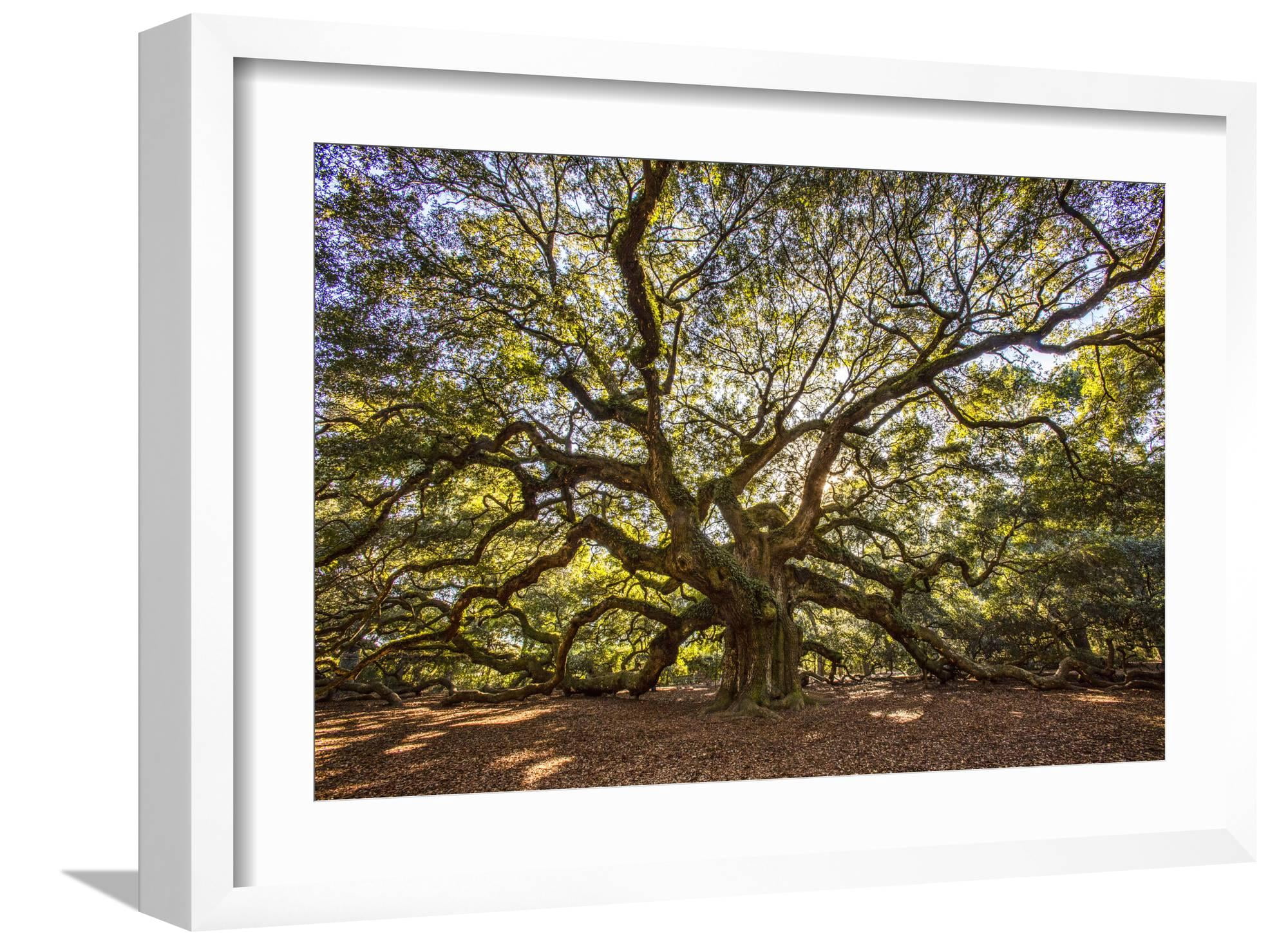 Art.com USA, South Carolina, Charleston, Angel Oak Photographic Print ...