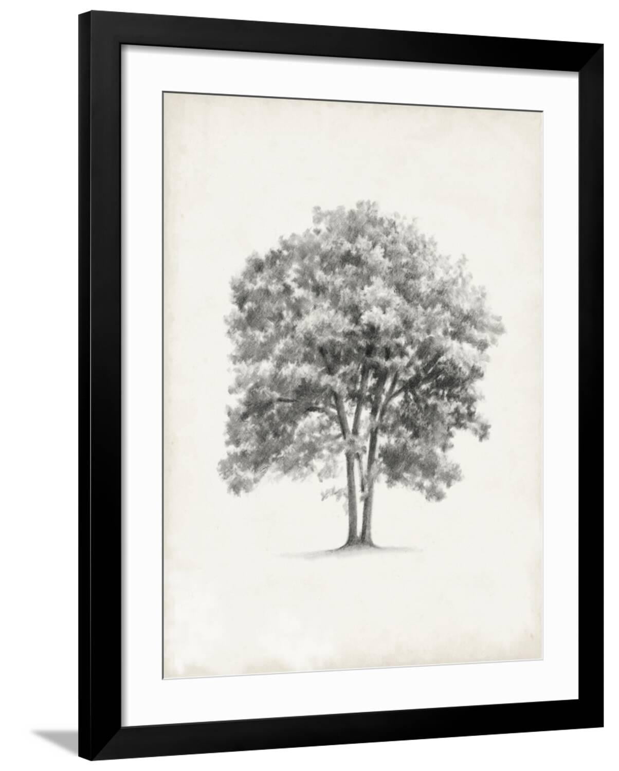 Art.com Vintage Arbor Study II Art Print by Ethan Harper, Black Frame ...