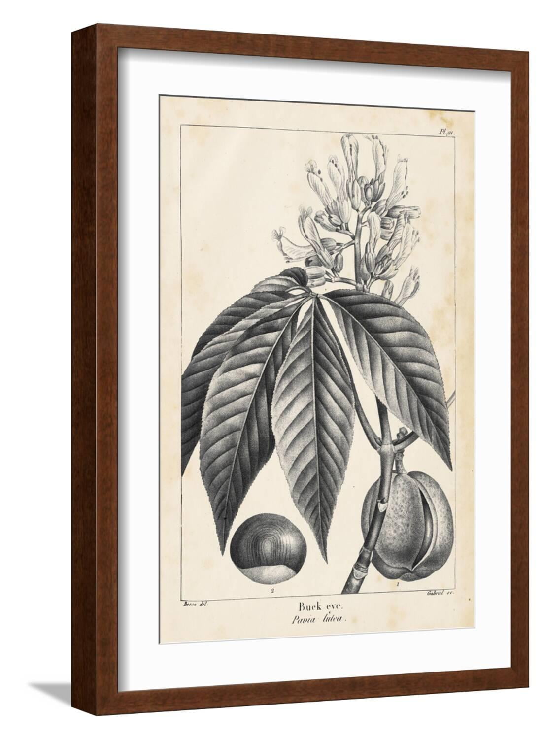 Art.com Vintage Buckeye Tree Art Print by Thomas Nuttall, Brown Frame ...