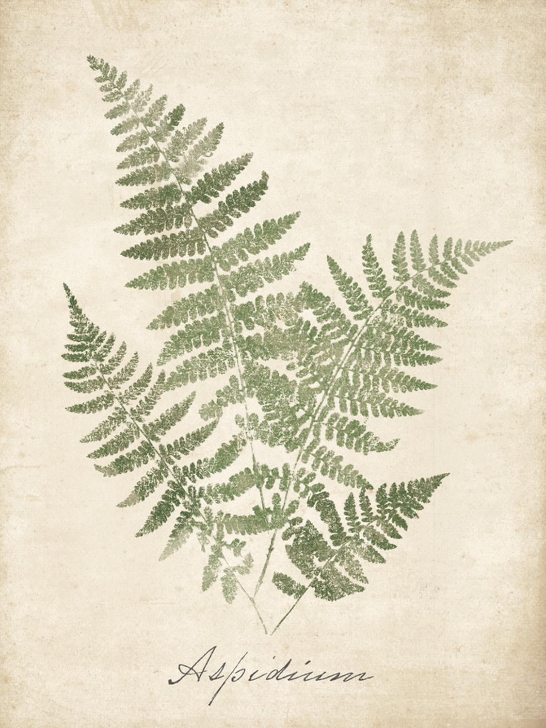 Art.com Vintage Ferns IX Art Print by Hugo Wild, 24" x 32" - Walmart.com