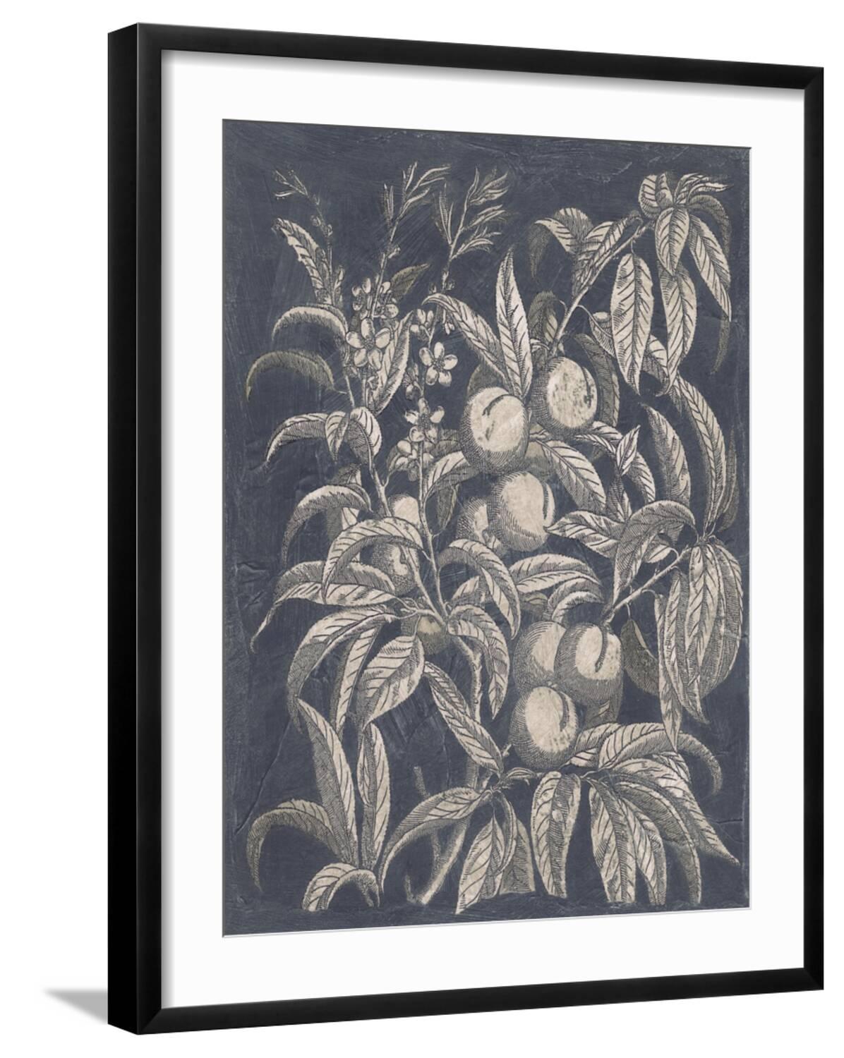 Art.com Vintage Fruit and Floral II Art Print by Megan Meagher, Black ...
