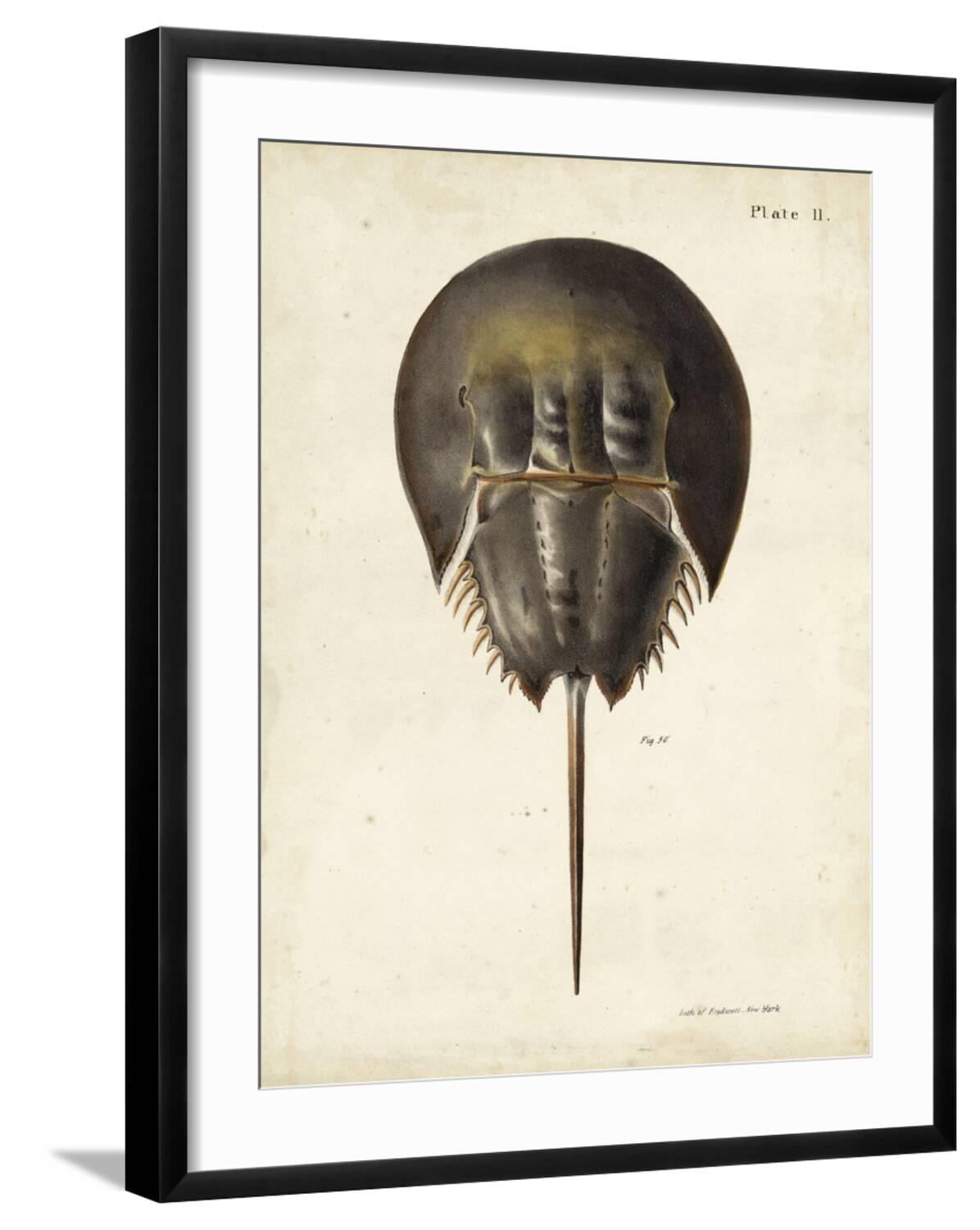 Art.com Vintage Horseshoe Crab Art Print by DeKay, Black Frame Wall Art ...