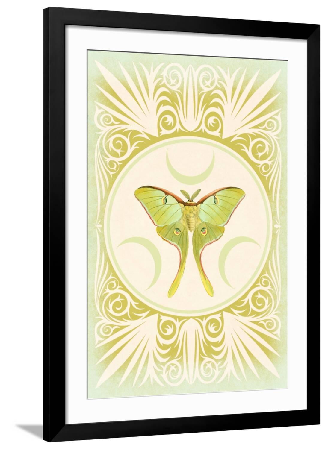 Art.com Vintage Luna Moth Art Print, Black Frame Wall Art, 32" x 44 ...