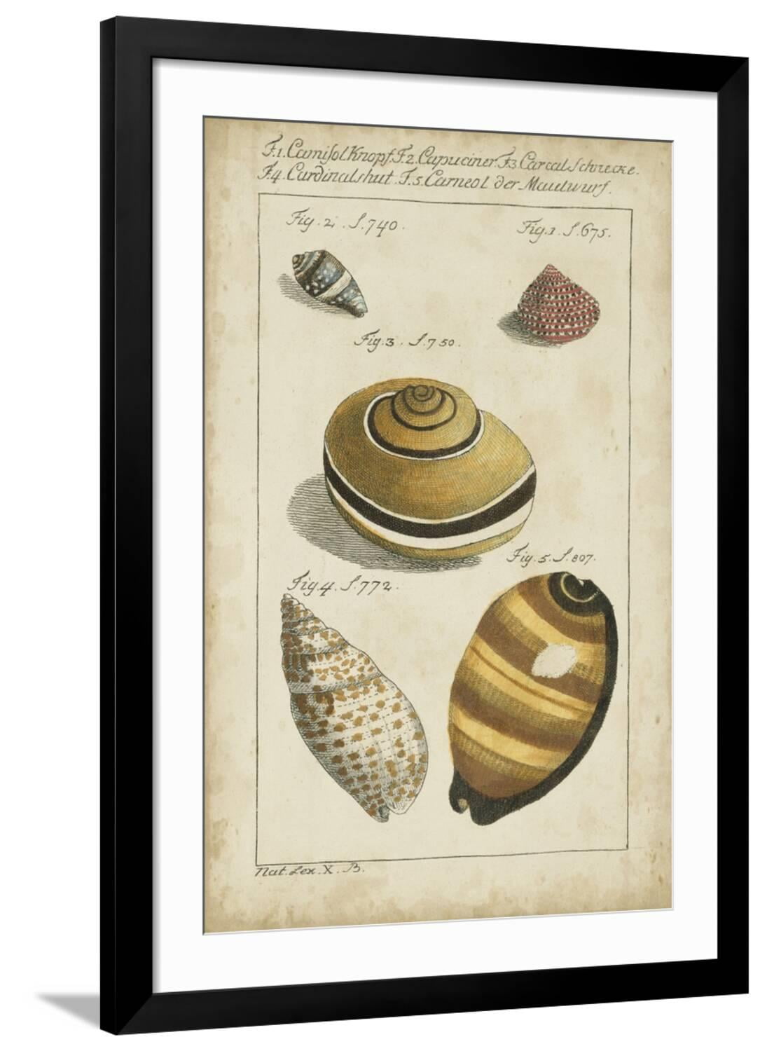 Art.com Vintage Shell Study IV Art Print by Martini, Black Frame Wall ...