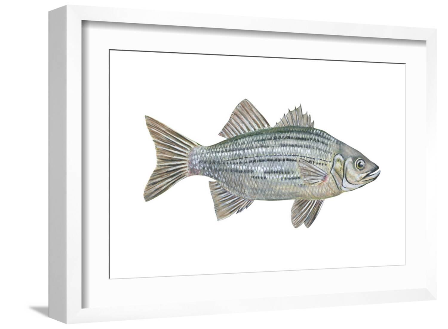 Art.com White Bass (Roccus Chrysops), Fishes Art Print by Encyclopaedia ...