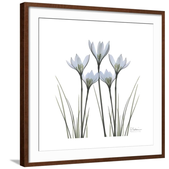 Art.com White Rain Lily 1 Premium Giclee Print by Albert Koetsier ...