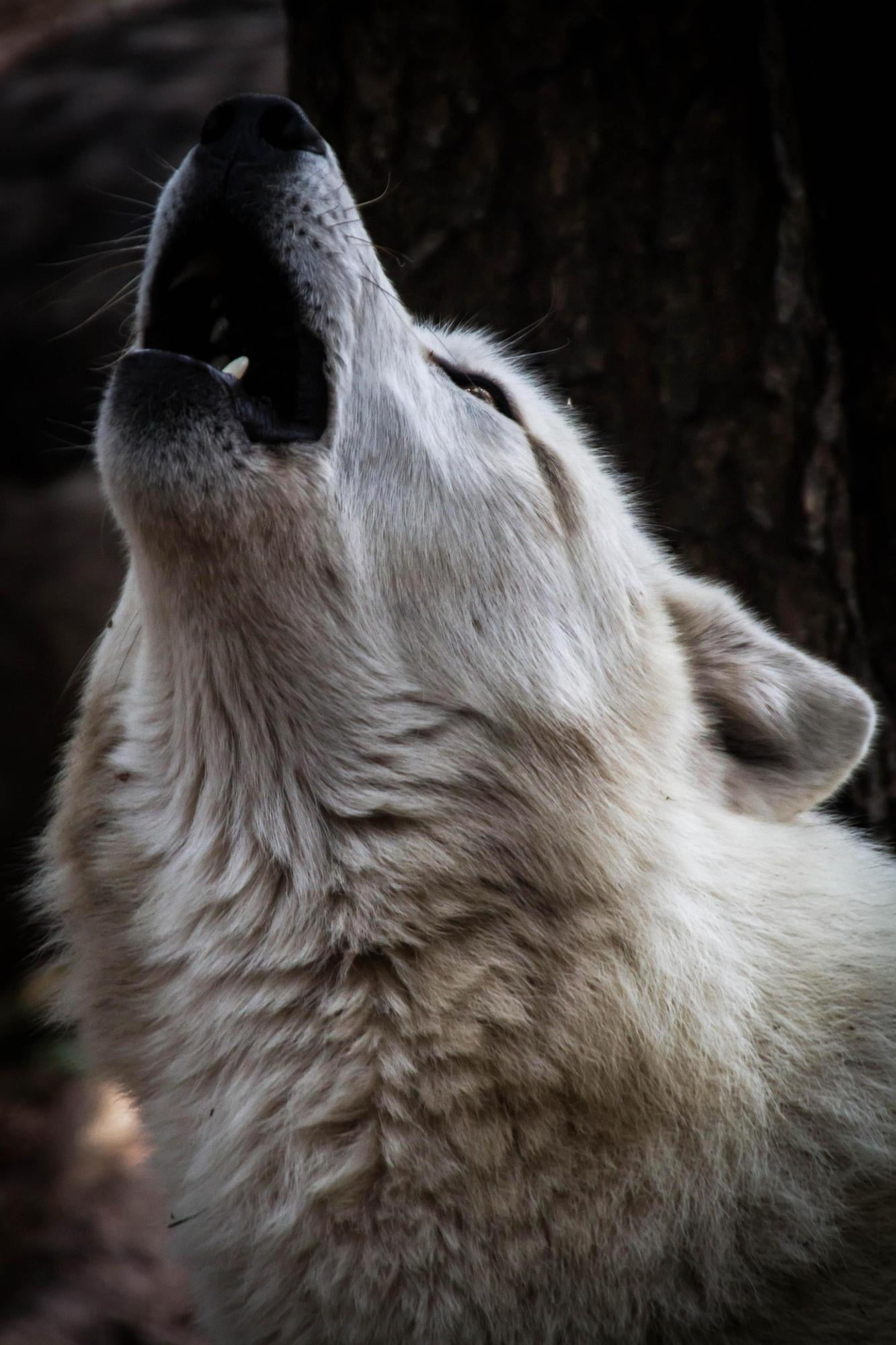 Art.com Wolf Howling Art Print by Lantern Press, 12" x 18" - Walmart.com