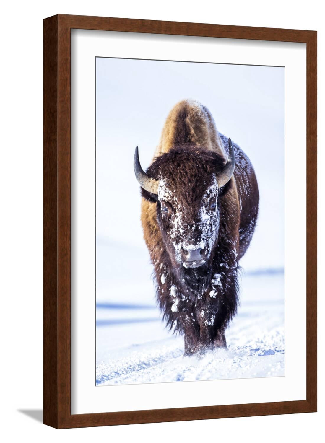 Art.com Wyoming, Yellowstone National Park, Bull Bison Walking in ...