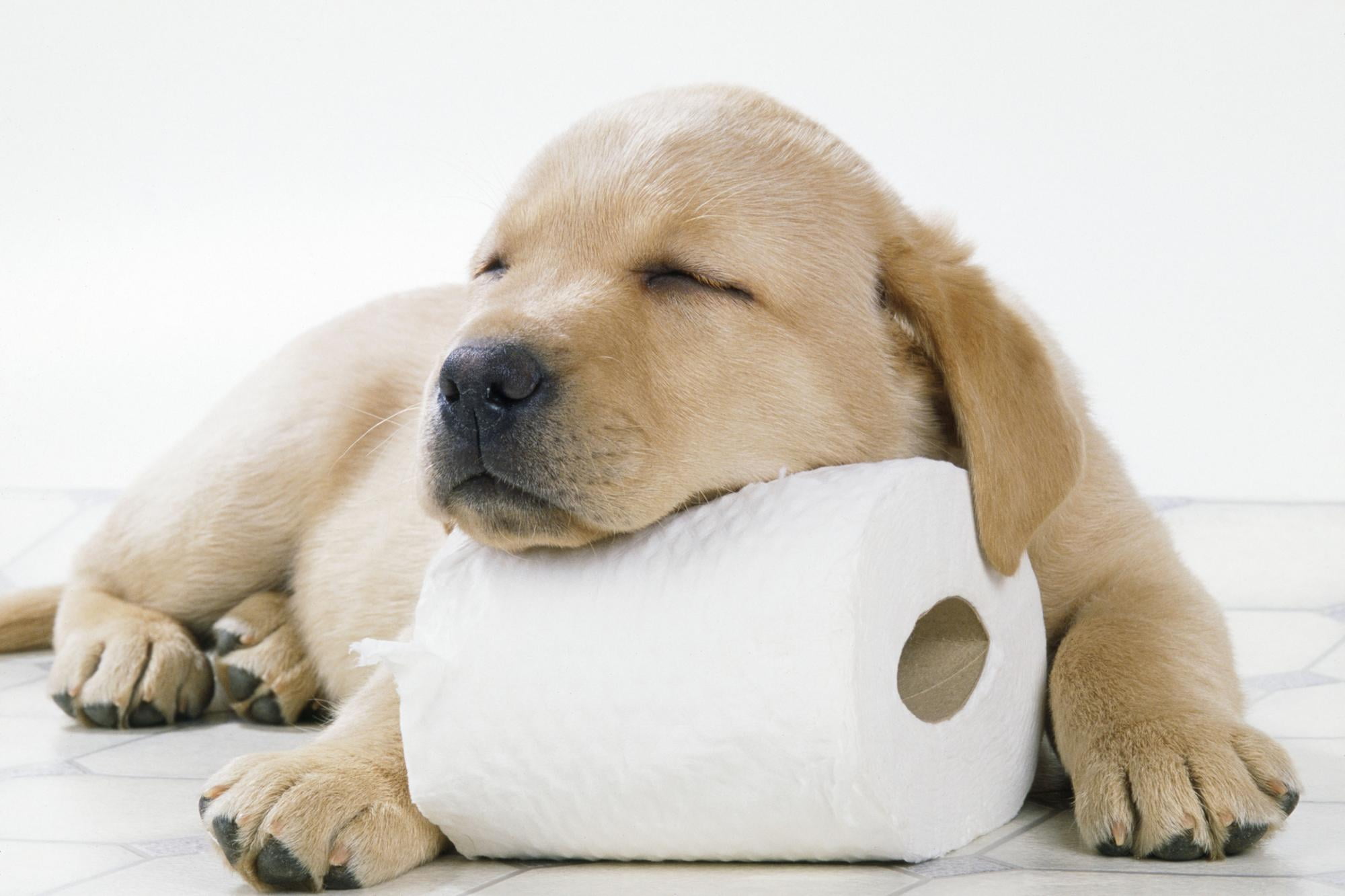 Art.com Yellow Labrador Puppy Asleep on Toilet Roll, 9 Weeks ...