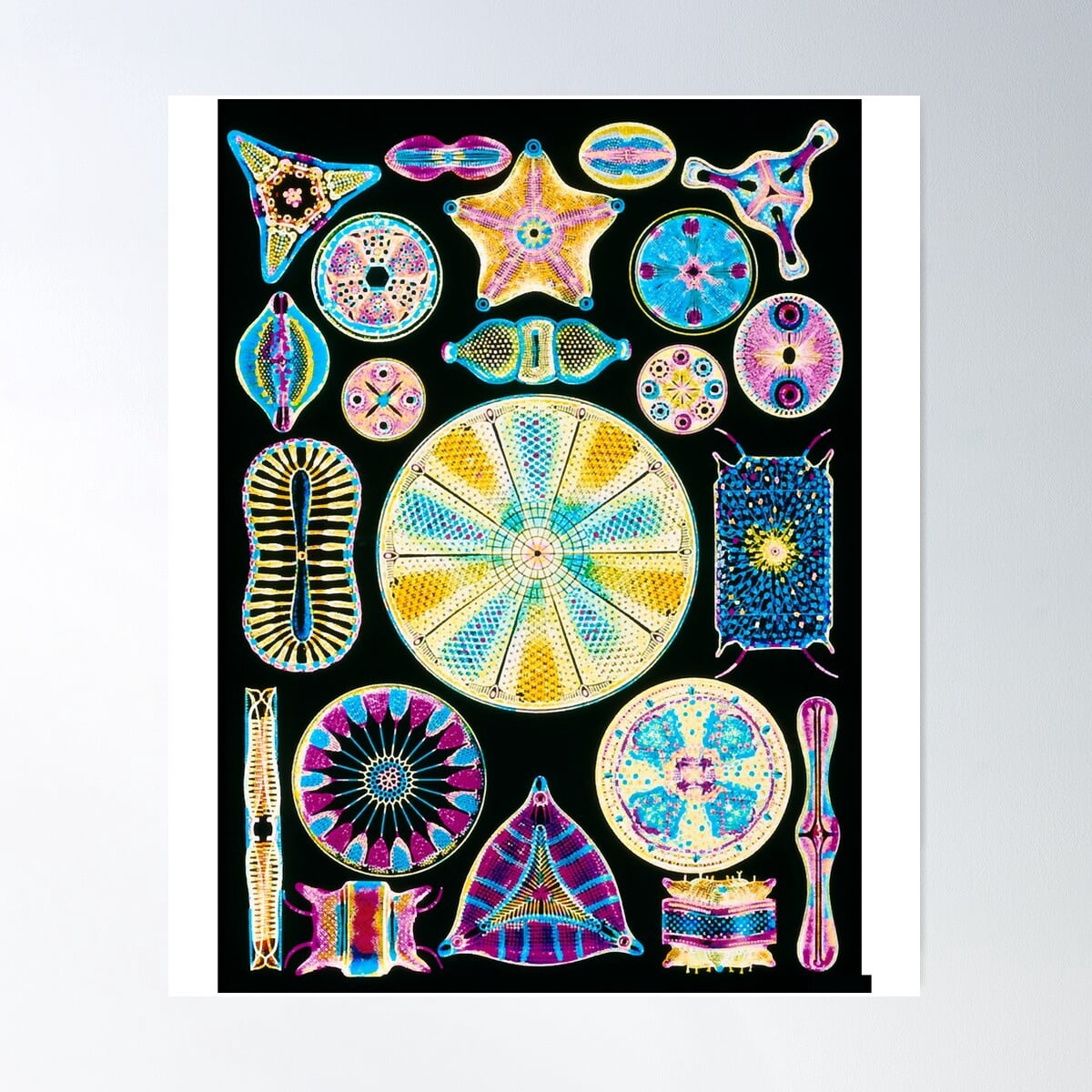 Art of Diatom algae (from Ernst Haeckel) (B3050177) Poster, 24x36 ...