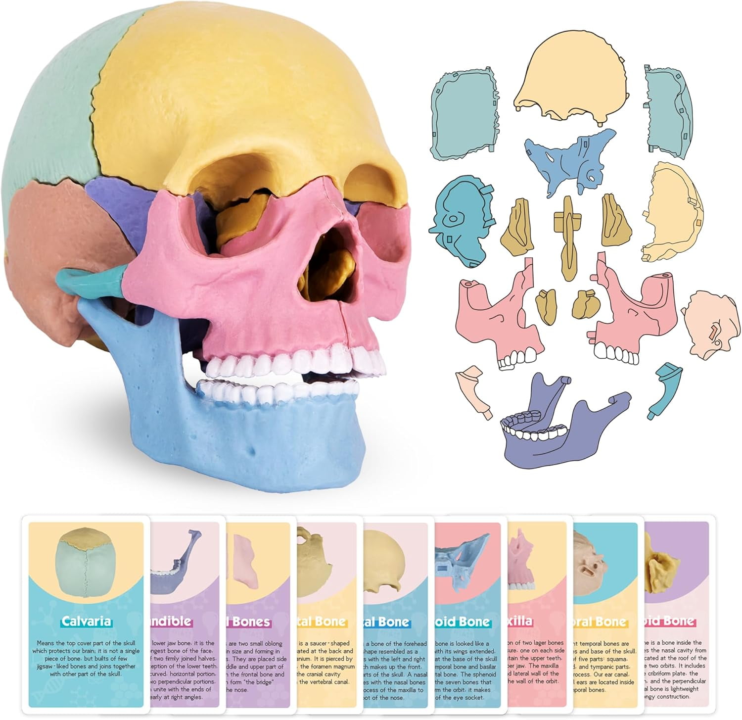 ArtCreativity Anatomical Skull Puzzle 17 Pieces - Walmart.com