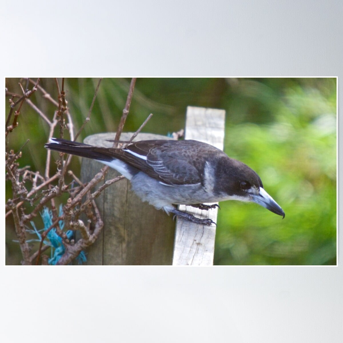 Artamidae ~ Grey Butcherbird D9Sghh6Q By David Irwin Poster Wall Art ...