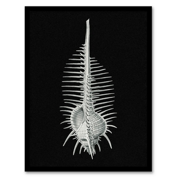 Artery8 Ernst Haeckel Murex Sea Shell Sketch on Black Framed Wall Art ...